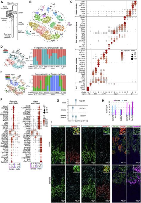single cell profiling reveals sex lineage and regional diversity in