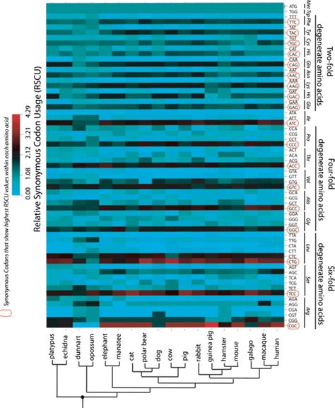 Heat Map Of Rscu Values For Mammalian Rhodopsin Sequences Each Column