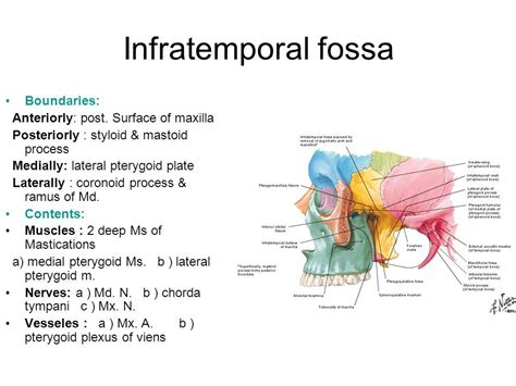 Infratemporal Fossa Anatomy