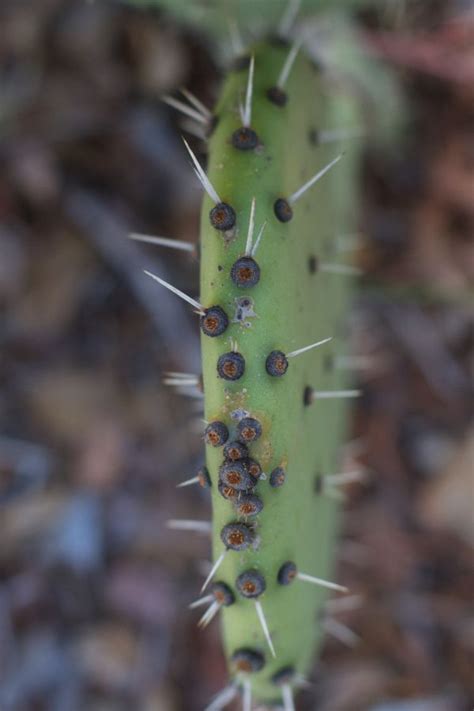 Free Images Nature Cactus Leaf Flower Green Botany Flora Fauna