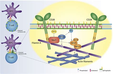 Frontiers Membrane Rafts In T Cell Activation A Spotlight On Cd28