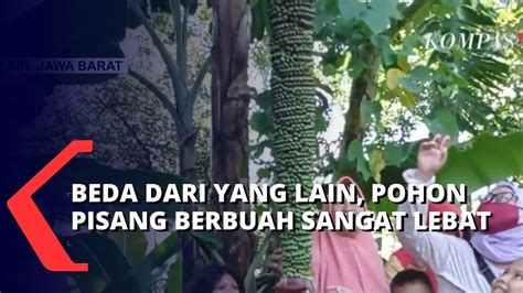 Pohon Pisang Unik Miliki Tandan Sepanjang 2 Meter Dan Berbuah Ribuan