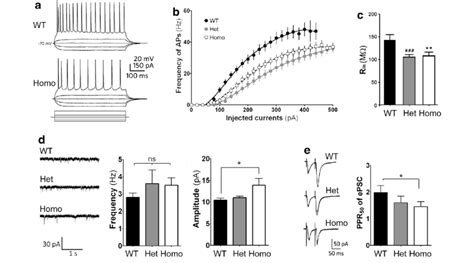 Intrinsic And Synaptic Properties Of Layer Ii Iii Pyramidal Mpfc