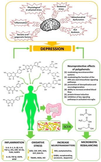 Ijms Free Full Text Anti Inflammatory Antioxidant And