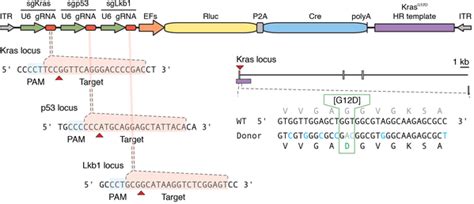 Addgene Zhang Lab Crispr Page