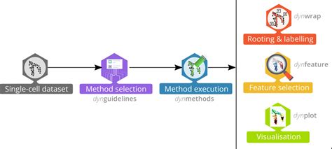 Set Of Packages For Doing Trajectory Inference On Single Cell Data • Dyno