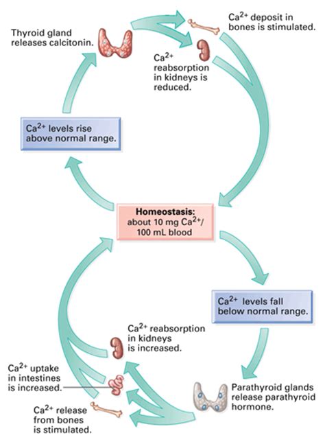 Feedback Loops Biology