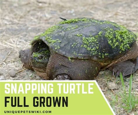 Snapping Turtle Full Grown How Long Weight Determine The Age