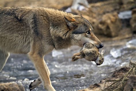 Wat Staat Er Op Het Menu Van De ‘lone Wolf Onze Natuur