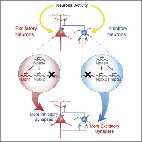 Npas4 Regulates Excitatory Inhibitory Balance Within Neural Circuits