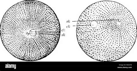 Nn Model Sperm – Telegraph