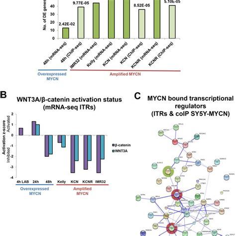 Omic Scale Investigation Of Mycn Interactions With The Wnt β Catenin