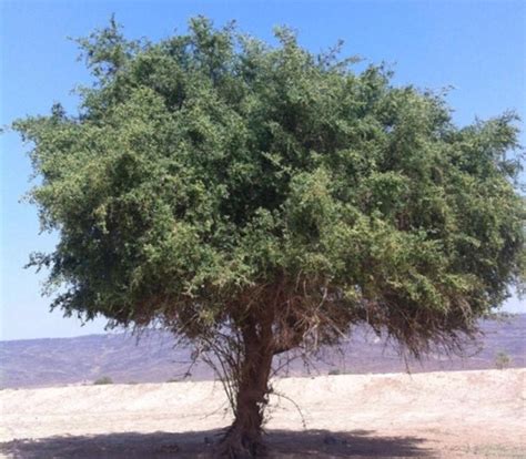 شجرة السدر أصل راسخ وفروع عالية فكر وفن تراث البيان