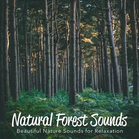 Bird Box Rain Música E Letra De Natural Forest Sounds Spotify