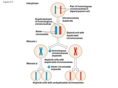 What Stages Of Meiosis Are Diploid Socratic