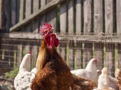 How To Tell A Rooster From A Hen 5 Easy Differences Explained