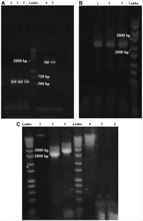 Results Of Pcr Amplifications A At Left Hpr 567 Bp Bands From