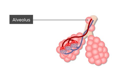 Lung Alveoli Anatomy And Labeled Diagram Getbodysmart