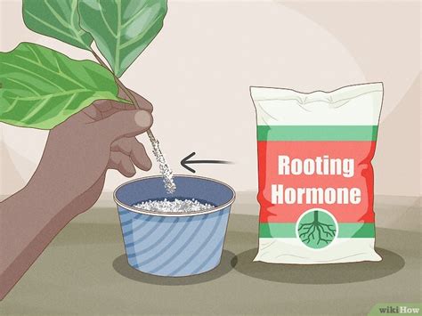 How To Propagate Fiddle Leaf Fig 3 Easy Methods For Beginners
