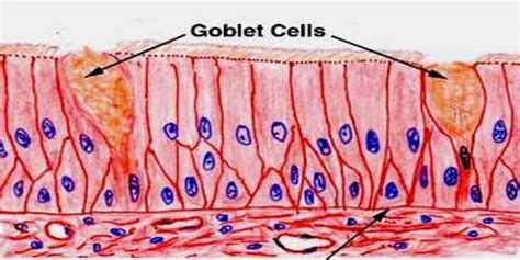 Goblet Cell Assignment Point