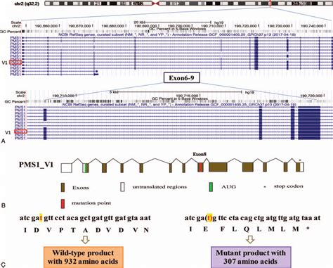 Genomic Organization Of The Pms1 Gene The Ucsc Genome Browser
