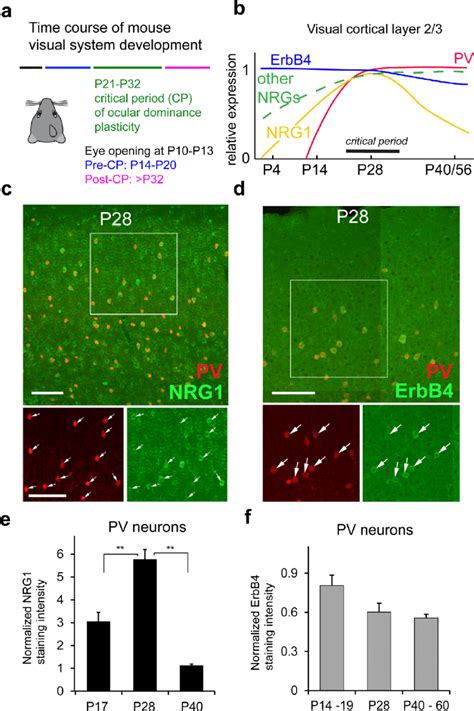 Fig Ure 1 Nrg1 And Erbb4 Expression In Pv Neurons Is Developmentally