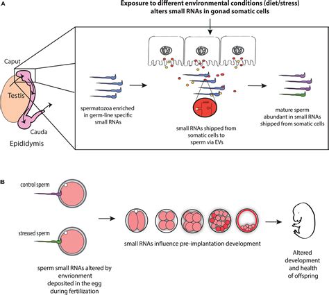 Frontiers Paternal Contributions To Offspring Health Role Of Sperm