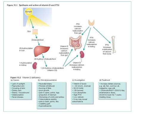 Physiology Of Calcium Pth And Vitamin D Metabolism S Erum Calcium Is