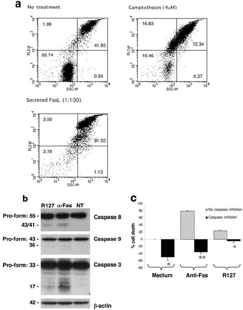 Secreted Fasl Induces Fas Mediated Apoptosis A Jurkat Cells 1 ϫ 10 6