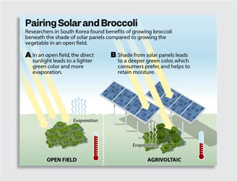 “unleashing The Power Of Agrivoltaics Transforming Solar Farms Into