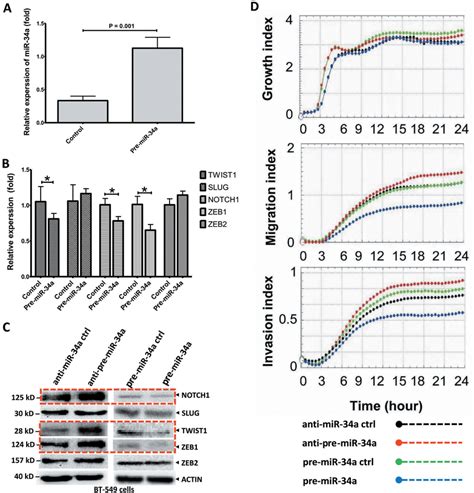 Ectopic Expression Of Mir 34a Inhibits The Cell Migration And Invasion