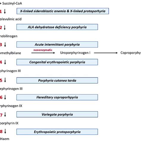 Intermediates And Enzymes Of The Heme Biosynthetic Pathway Each Step