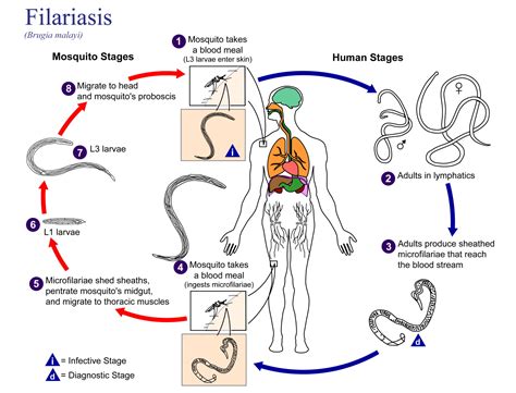 Lymphatic Filariasis Life Cycle