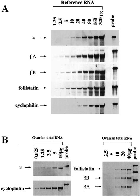 Dynamics Of Messenger Rnas Encoding Inhibin Activin Subunits And