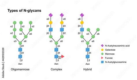 Vector Types Of N Glycans Oligomannose Complex And Hybrid Vector De