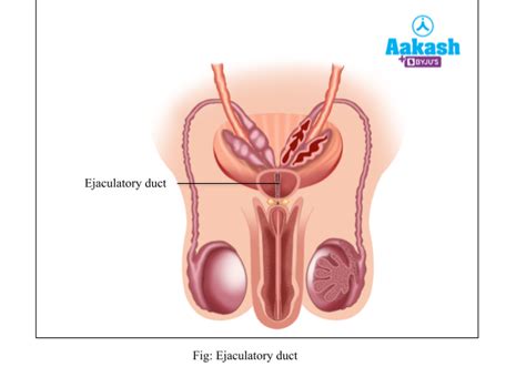 male reproductive system diagram testes internal structure sex