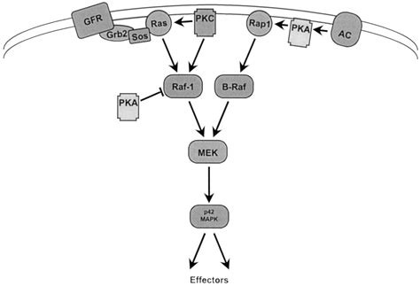 The Mitogen Activated Protein Kinase Cascade Couples Pka And Pkc To