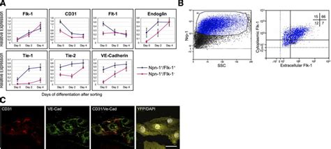In Vitro Differentiation Of Es Derived Nrp1 Cells Toward Endothelium