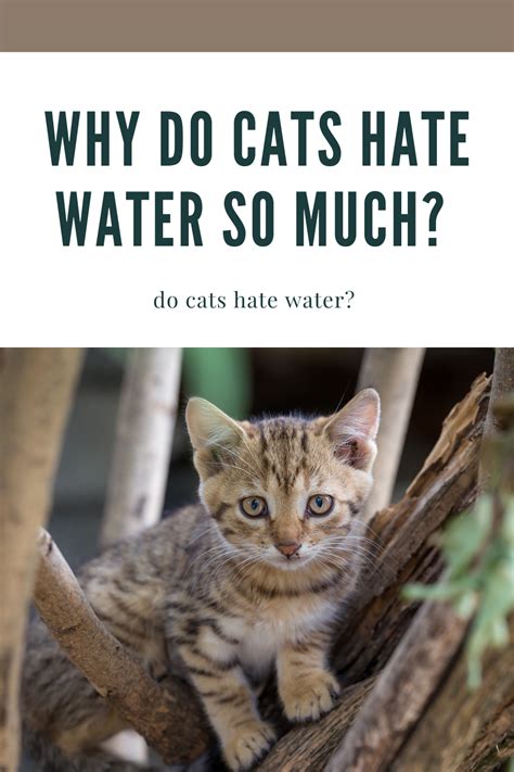 Why Do Cats Hate Water Are Cats Scared Of Water Cats Swimming Cats