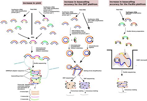 Frontiers Methodologies For Transcript Profiling Using Long Read