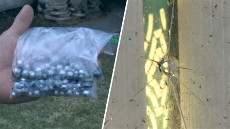 Serial Slingshot Shooting Suspect Arrested In Azusa Nbc Los Angeles