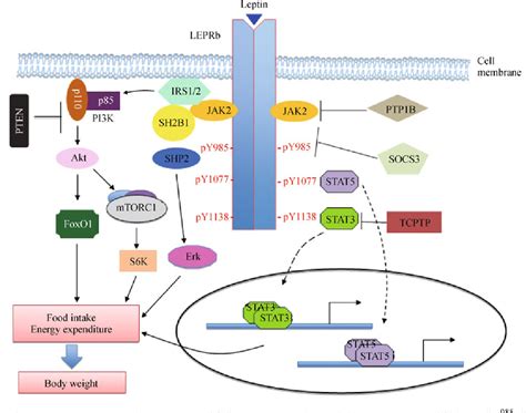 Figure 1 From Leptin Signaling And Leptin Resistance Semantic Scholar
