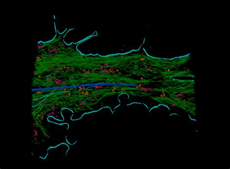 Ai Segmentation Of Cellular Cryo Electron Tomograms R Electronmicroscopy