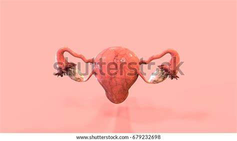 Female Reproductive System 3d Render Stock Illustration 679232698