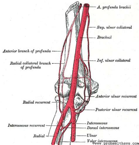 Brachial Artery Prohealthsys