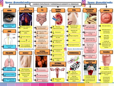 Cambios FisiolÓgicos Del Embarazo Esquema Comunidad Medica Udocz