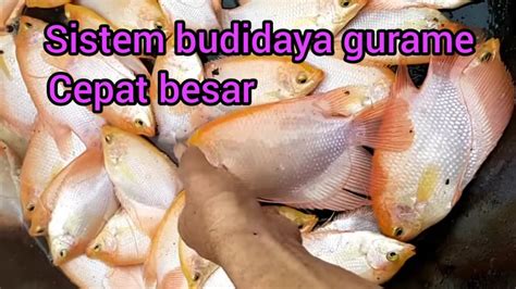 Sistem Budidaya Ikan Gurame Modern Lebih Cepat Panen Youtube