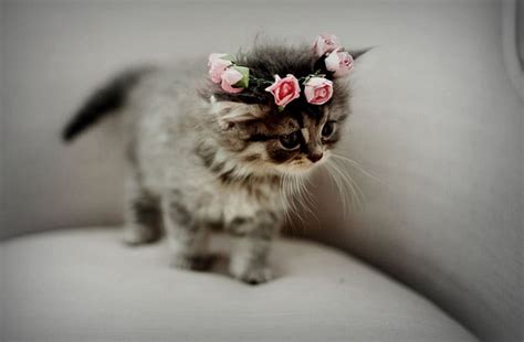 Sweetie Rose Adorable Roses Cat Sweet Cute Graphy Flower