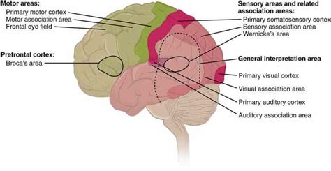 somatosensory cortex function position anatomy physiology