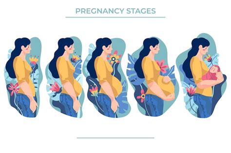 Premium Vector Pregnancy Stages Illustration Concept
